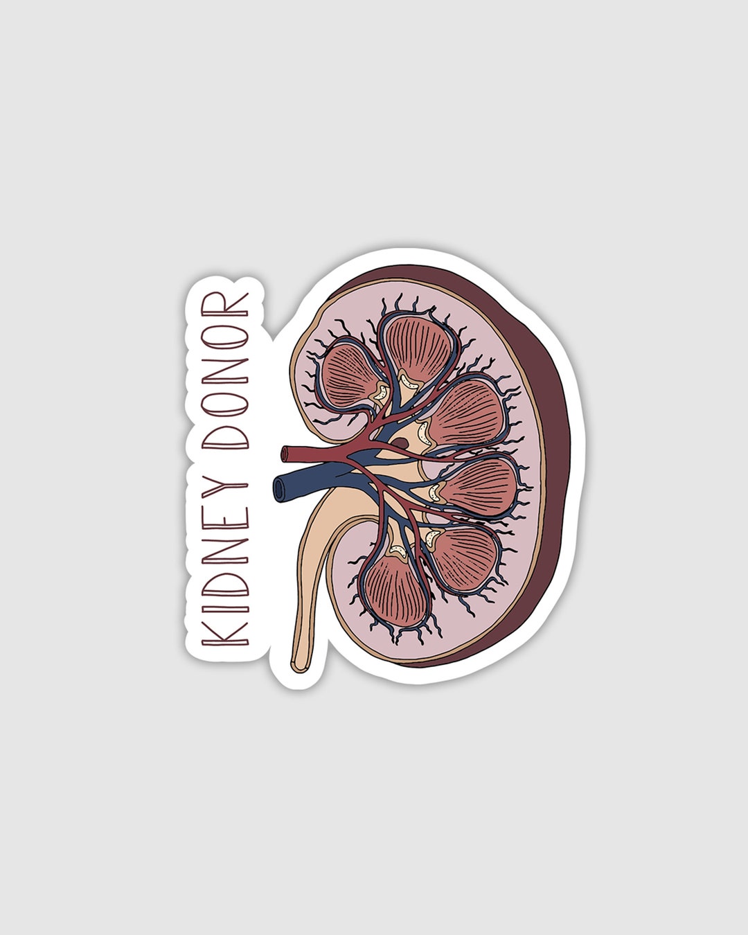 Detailed Kidney Donor Sticker, Hand-drawn Kidney Anatomy Sticker ...