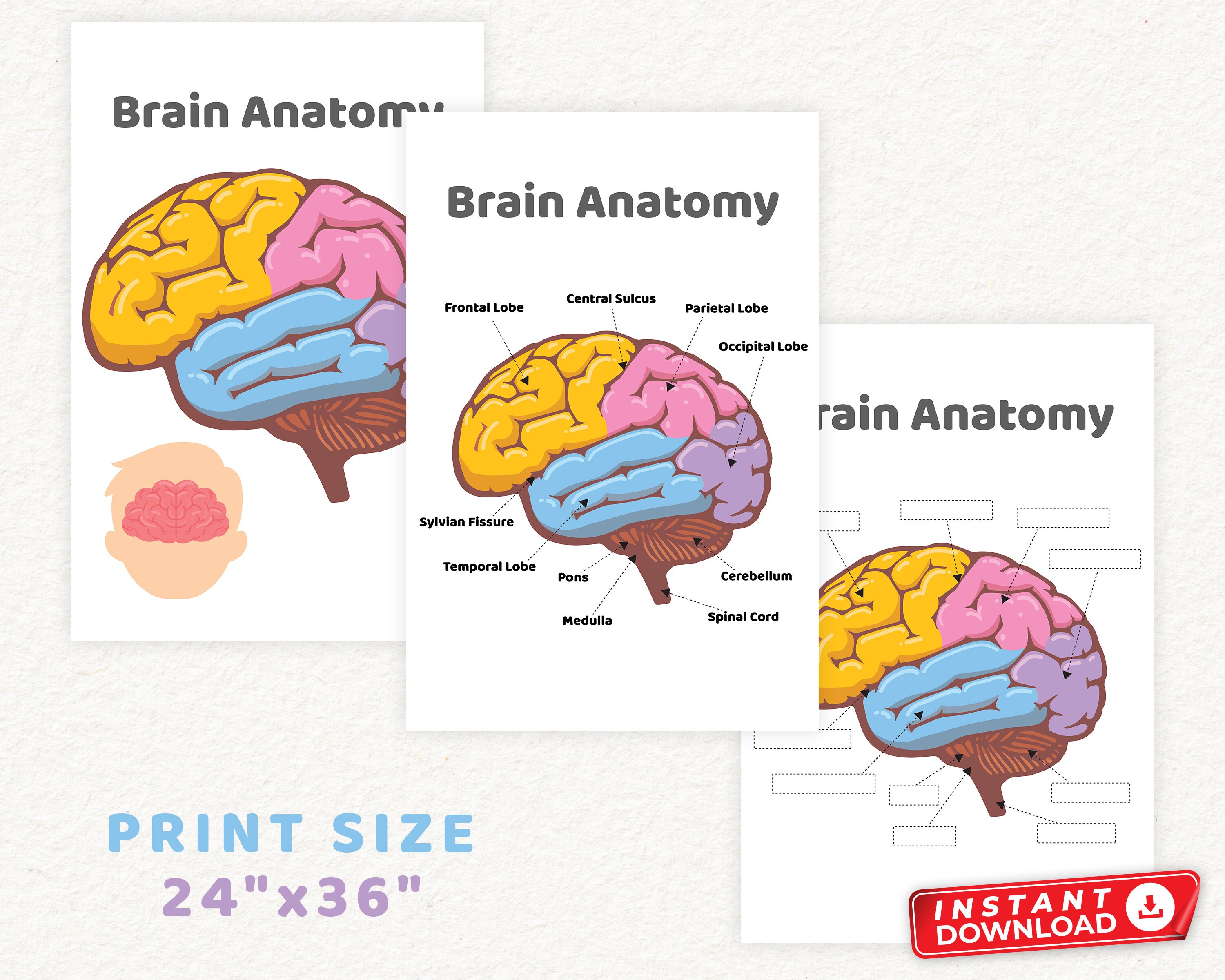 Brain Chart Brain Anatomy Chart Classroom Decor Learning - Etsy Australia