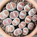 Lithops Karasmontana "red Top", 10/20 Seeds, Rare Lithops Collection ...