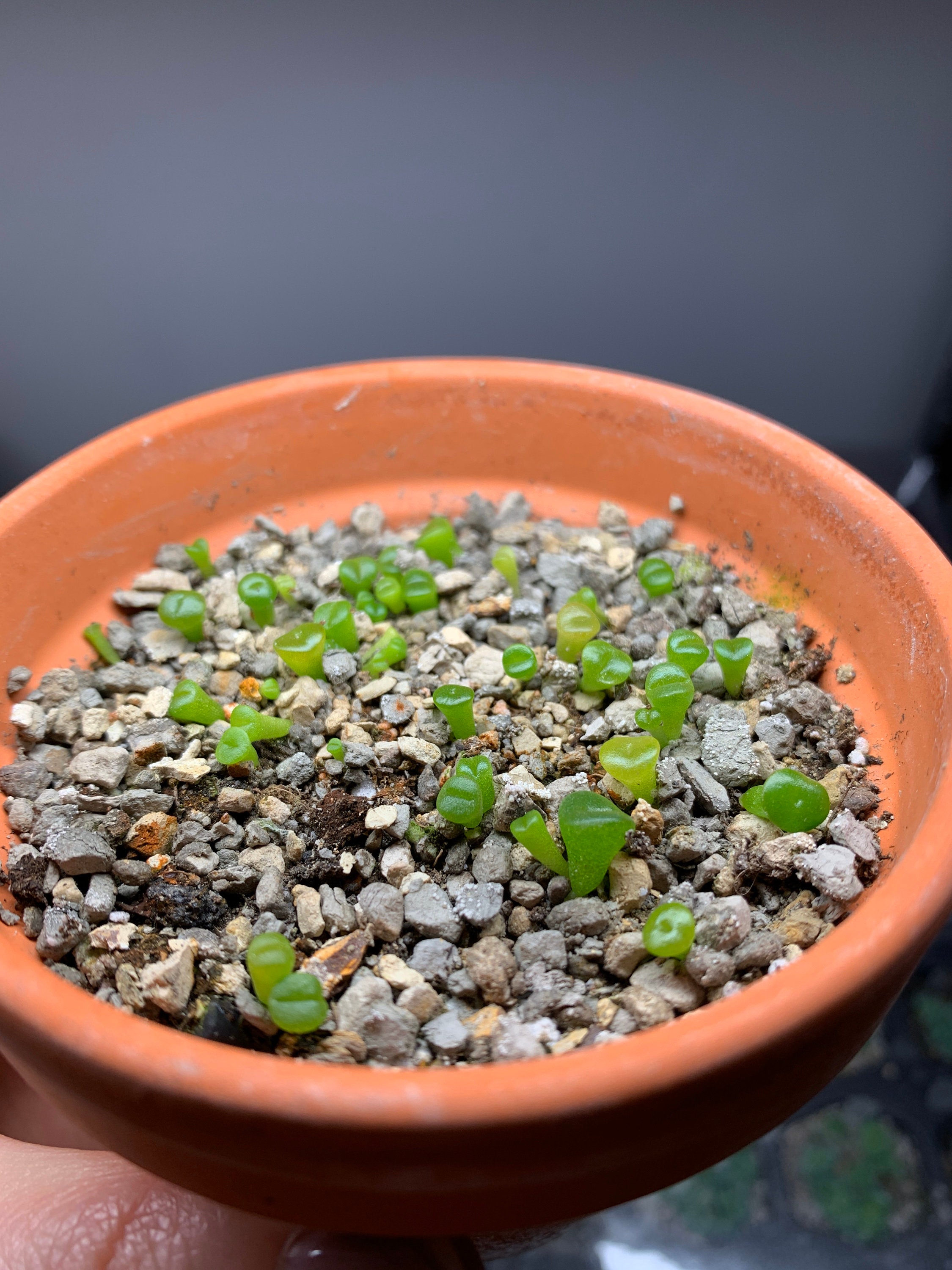 Lithops Seed Mix 25 Seeds Colorful Lithops Collection - Etsy