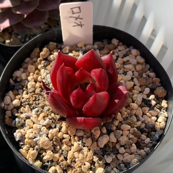 Echeveria Agavoides Romeo