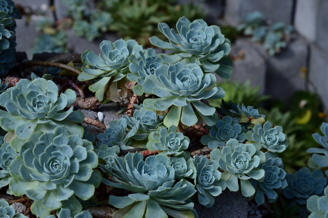 Aeonium Seed Mix, 25 Seeds, Aeonium Collection, Succulent Seeds - Etsy ...