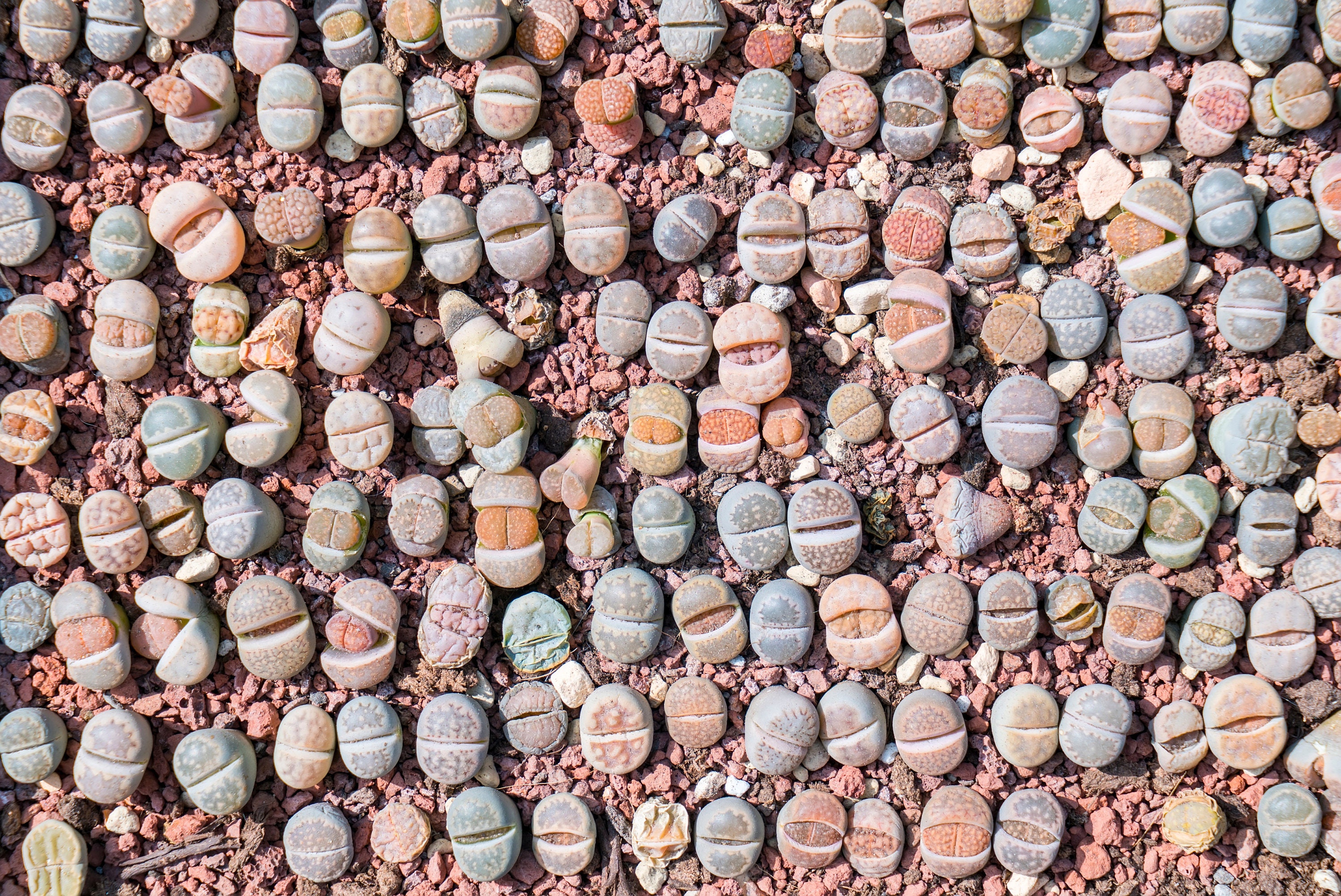 Lithops Seed Mix 25 Seeds Colorful Lithops Collection | Etsy Canada