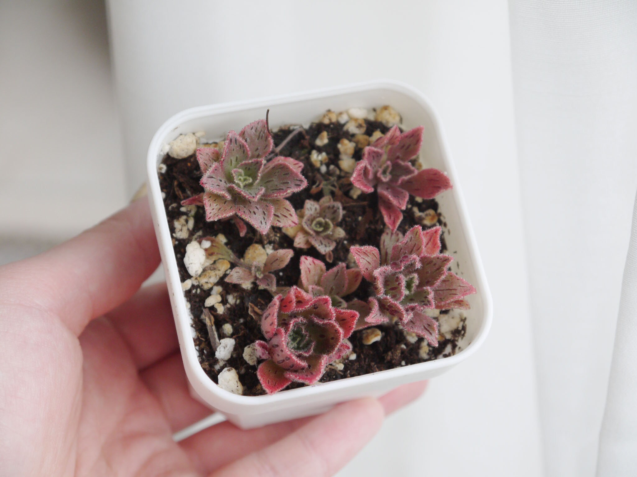 Smith’s Giant Houseleek, 10/20 Seeds, "blood Glands", Succulent Seeds ...