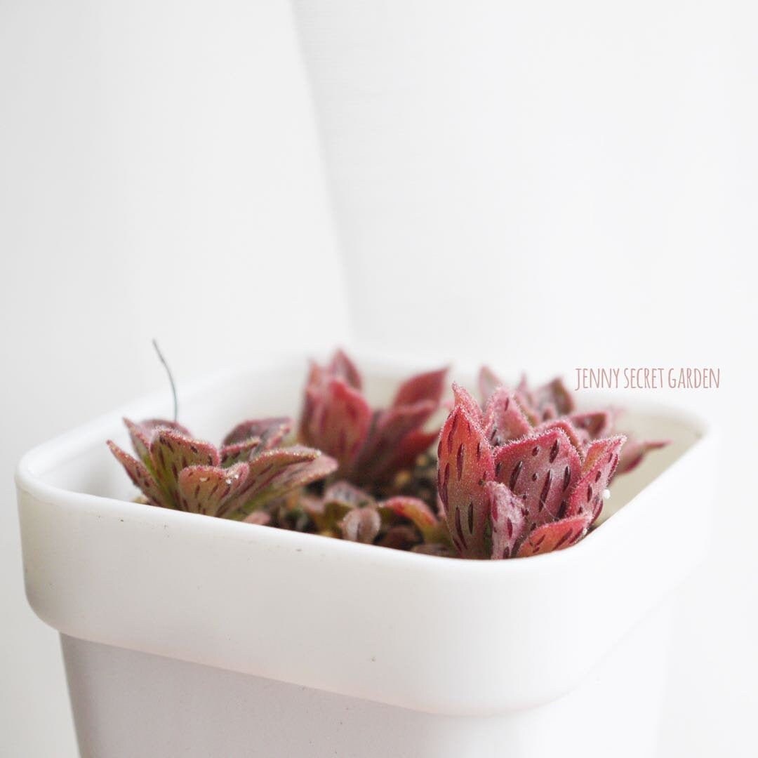 Smith’s Giant Houseleek, 10/20 Seeds, "blood Glands", Succulent Seeds ...