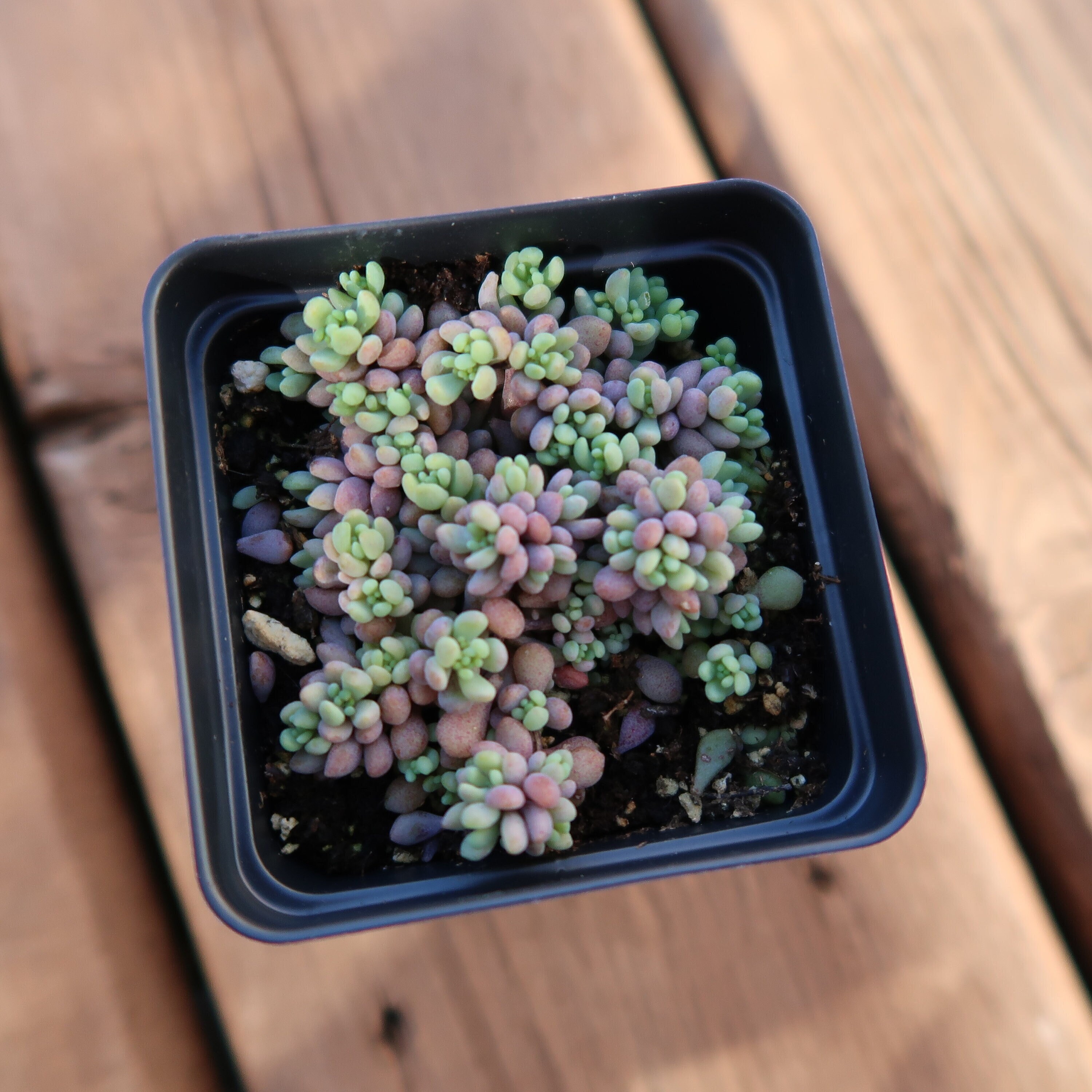 Home & Living Plants Outdoor & Gardening Sedum pachyphyllum Rose Rare ...