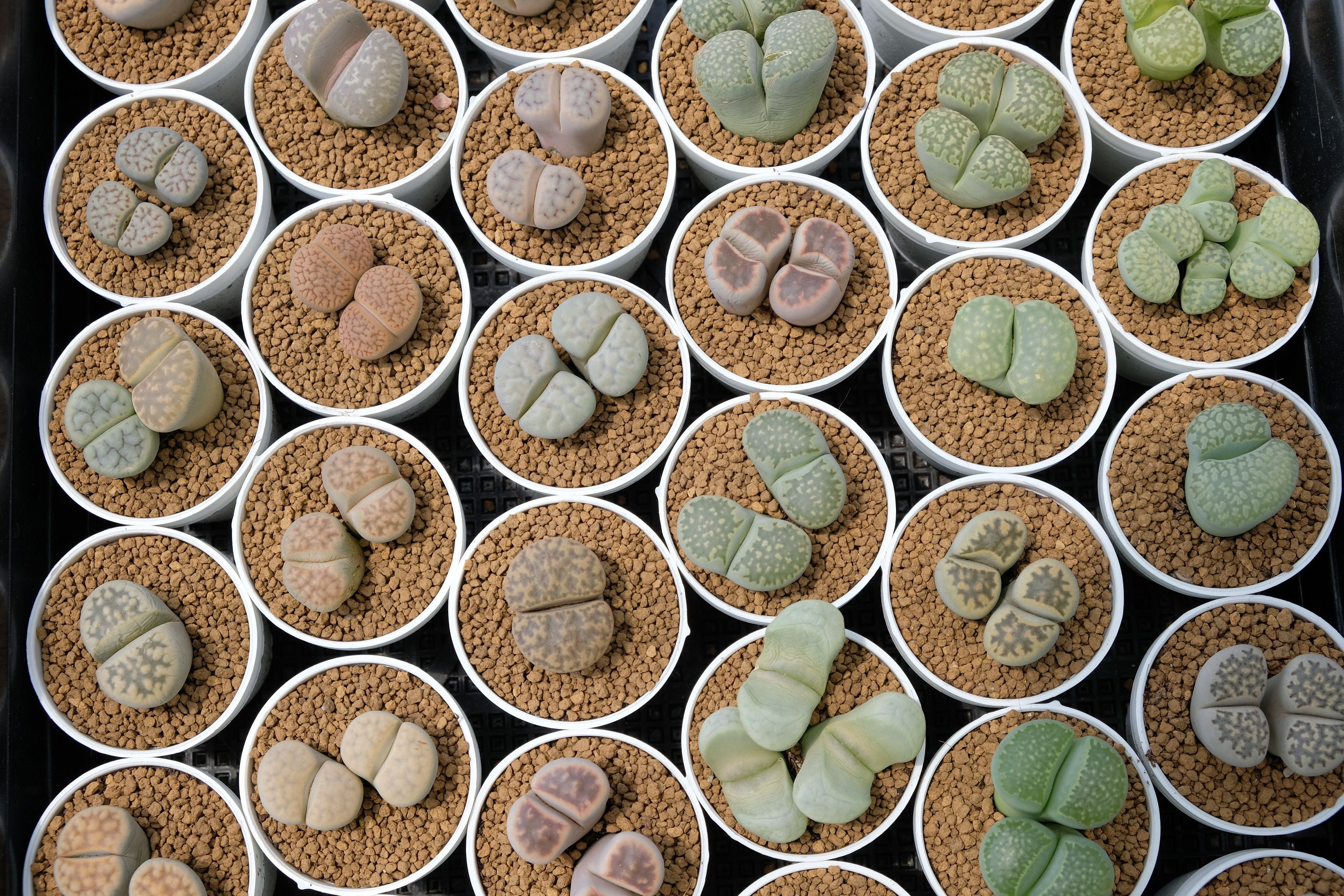 Lithops Seed Mix 25 Seeds Colorful Lithops Collection - Etsy