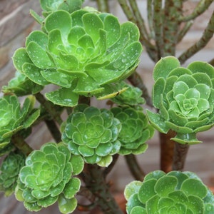 Aeonium Seed Mix, 25 Seeds, Aeonium Collection, Succulent Seeds - Etsy ...