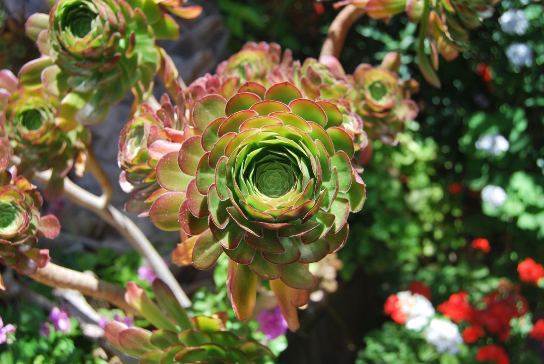 Aeonium Seed Mix, 25 Seeds, Aeonium Collection, Succulent Seeds - Etsy ...