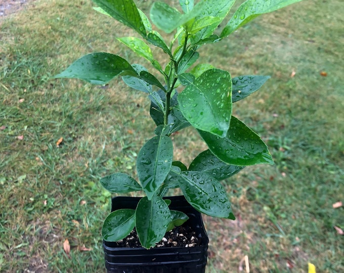 Ichang Lemon O.P. Seedling, 9-inch Tree Pot - Etsy