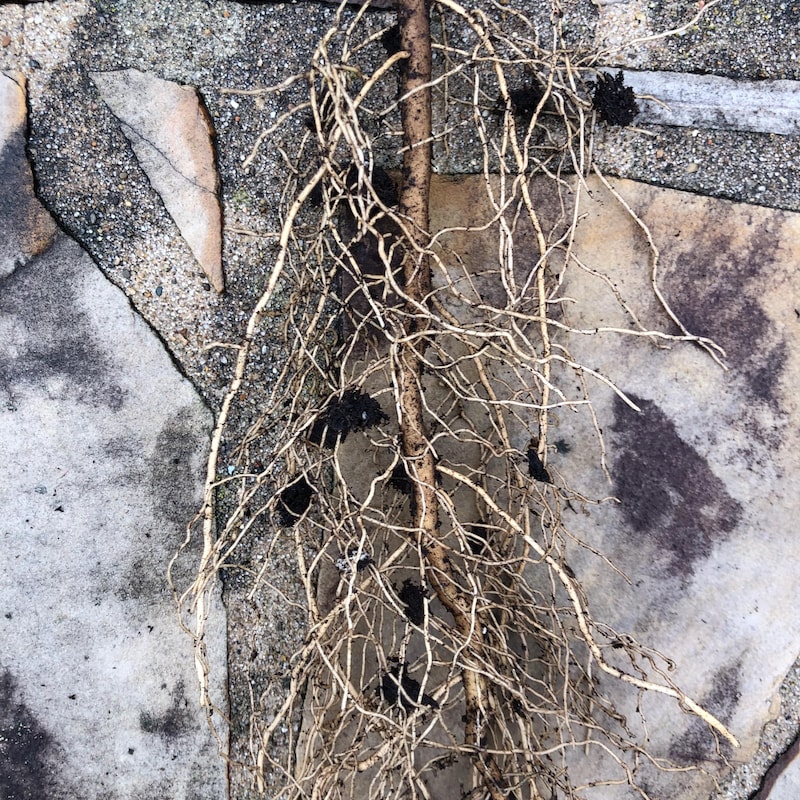 Paw Paw Seeds - Etsy