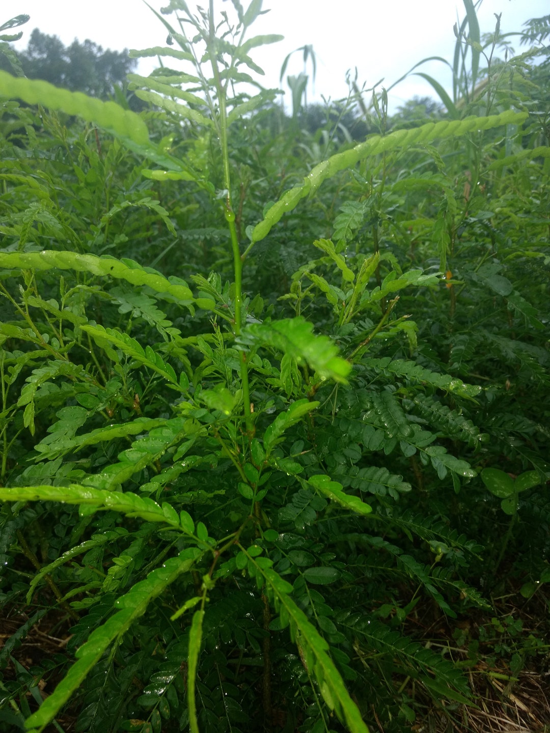 Thornless Honey Locust Tree Seed 100 gleditsia Triacanthos - Etsy