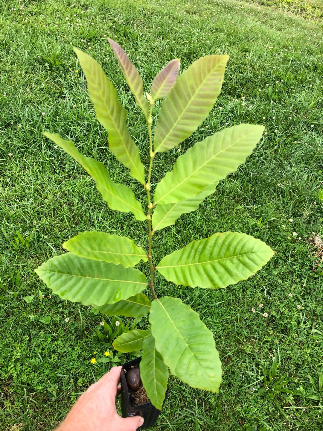 Chestnut Trees, Potted 1-2 Feet Tall Seedlings of Select Parents ...