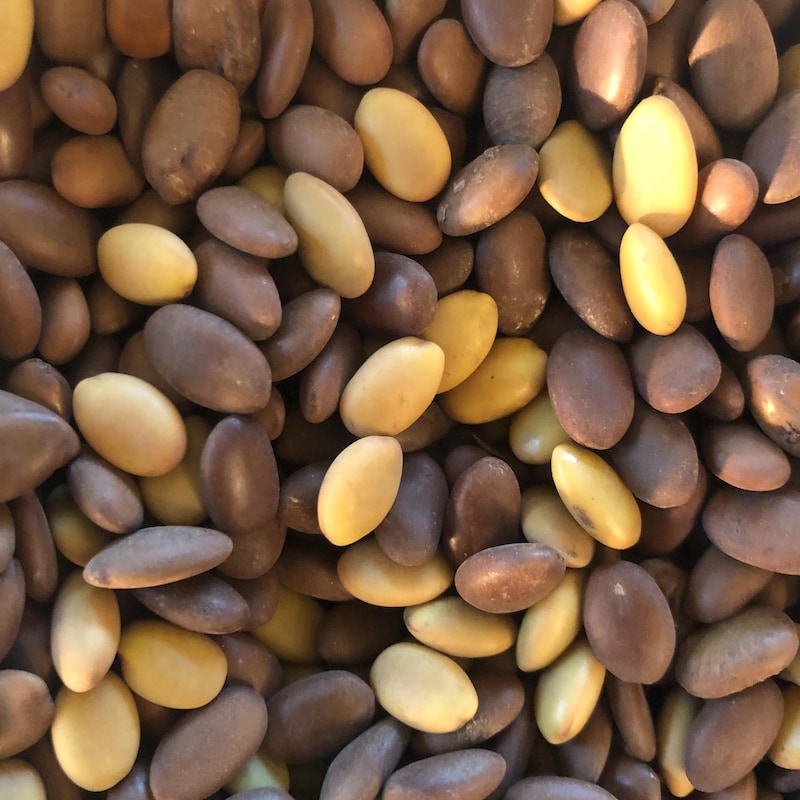 Tree Seeds - Etsy