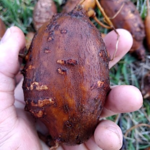 Groundnut Tubers Improved LSU Cultivar (apios Americana) 10 or 100 ...