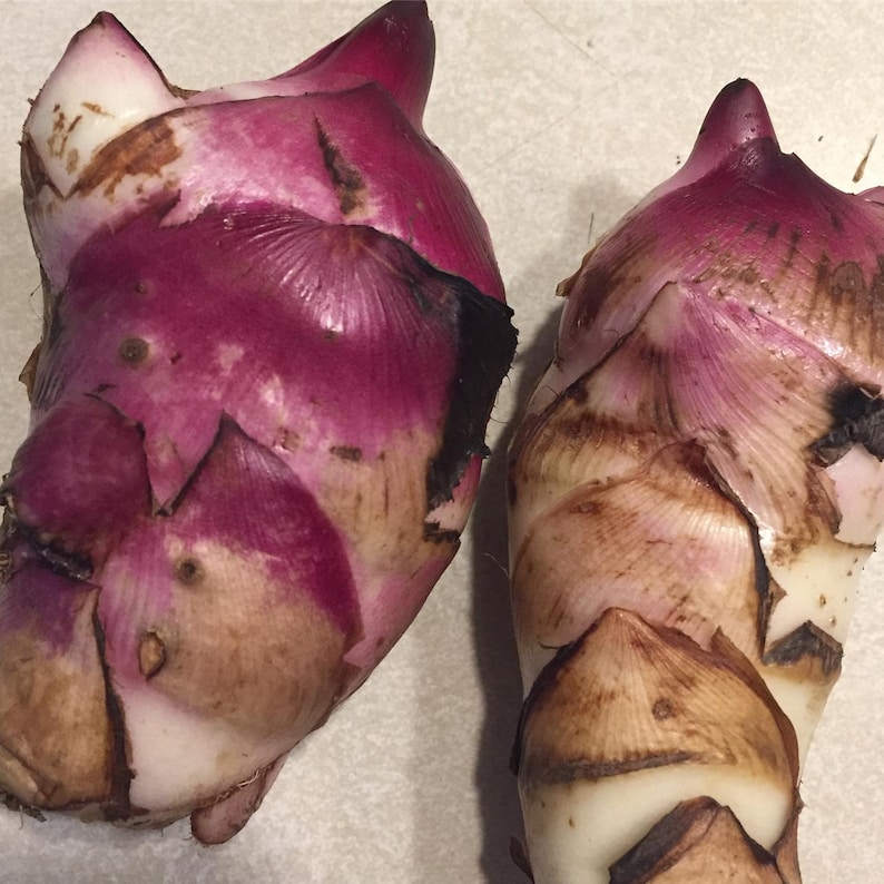 Achira, Canna Edulis, 3 Tubers, Edible and Ornamental Canna Lily ...