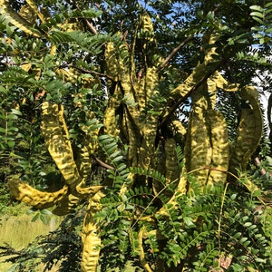 Thornless Honey Locust Tree Seed ~100 (gleditsia Triacanthos Inermis ...