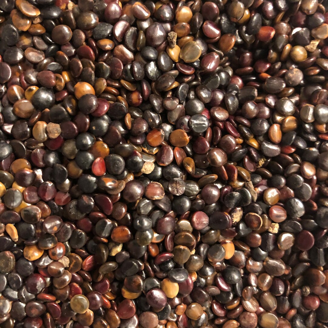 Japanese Raisin Tree, Hovenia Dulcis, 100 Seed - Unique Fast-growing ...