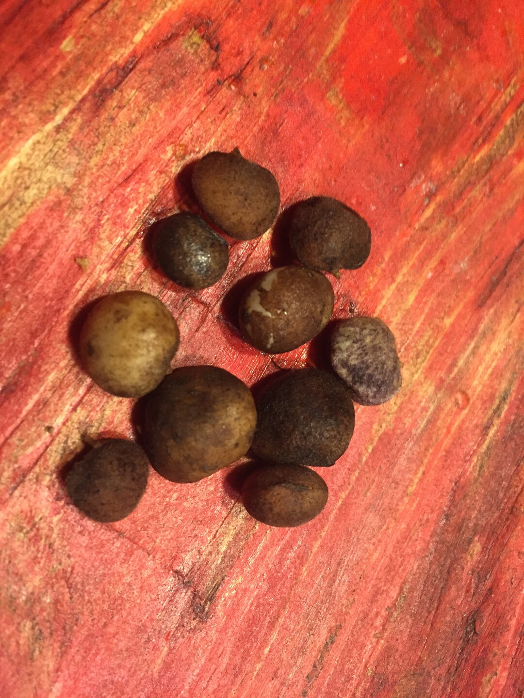10 Hog Peanut Tubers amphicarpaea Bracteata 'crispy Snack' Improved ...