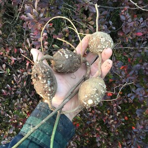 Groundnut Tubers Improved LSU Cultivar (apios Americana) 10 or 100 ...