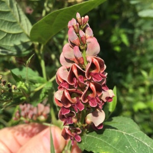 Groundnut Tubers Improved LSU Cultivar (apios Americana) 10 or 100 ...