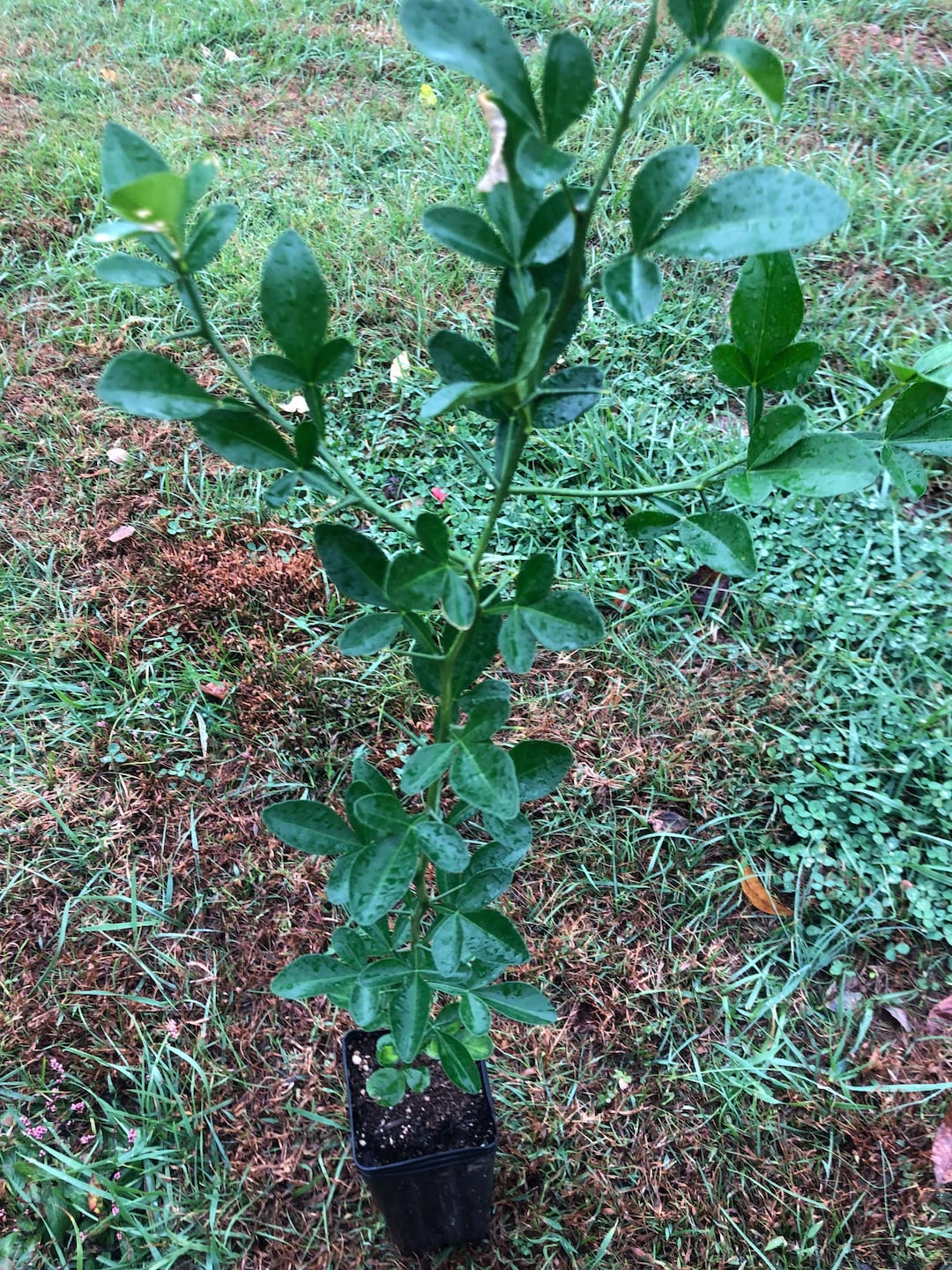 Dunstan Citrumelo O.P. Seedling, ~24" Tall, 9-inch Tree Pot, Cold-hardy ...