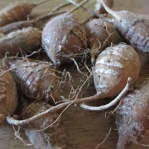 Groundnut Tubers Improved LSU Cultivar (apios Americana) 10 or 100 ...