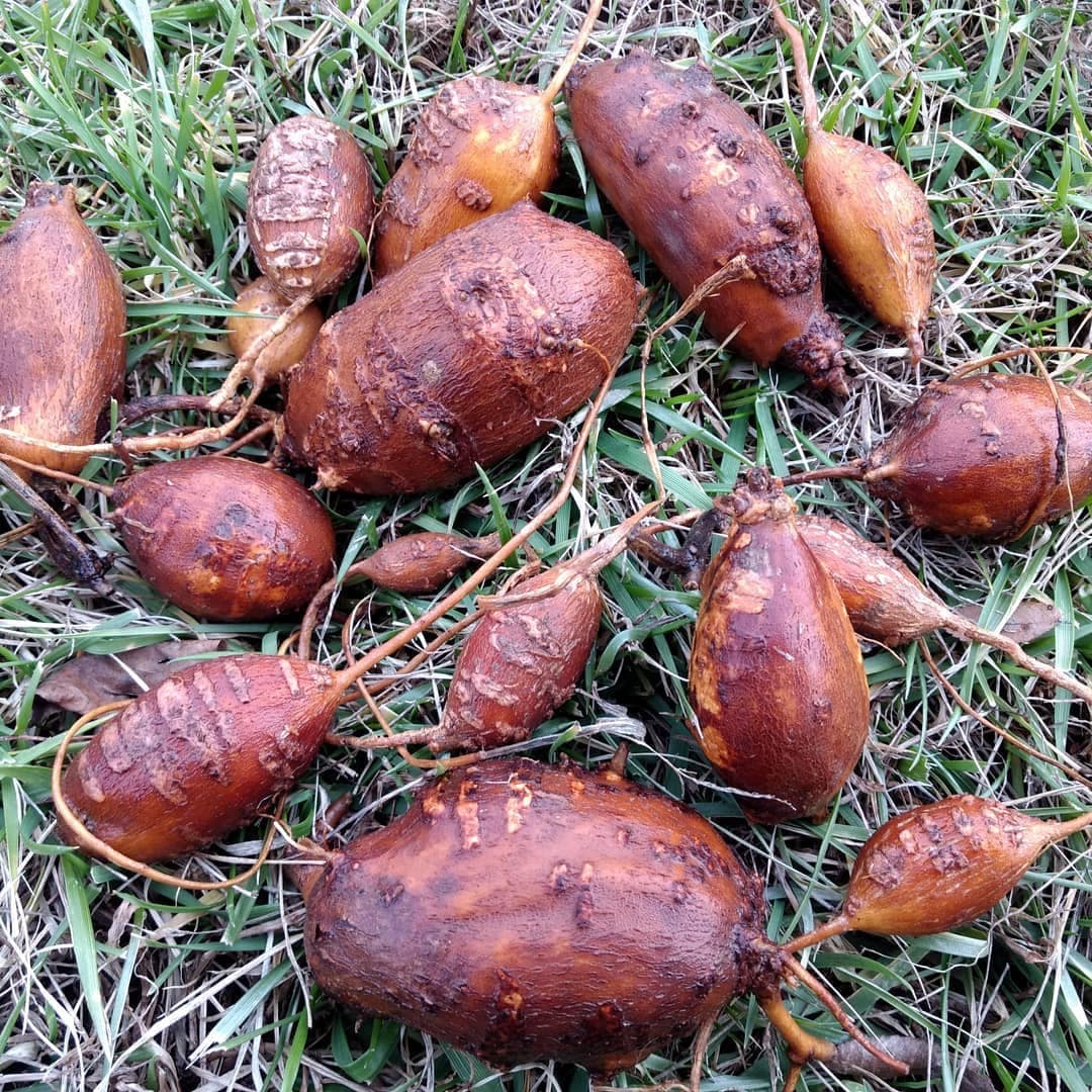 Groundnut Tubers Improved LSU Cultivar (apios Americana) Bred for Large ...