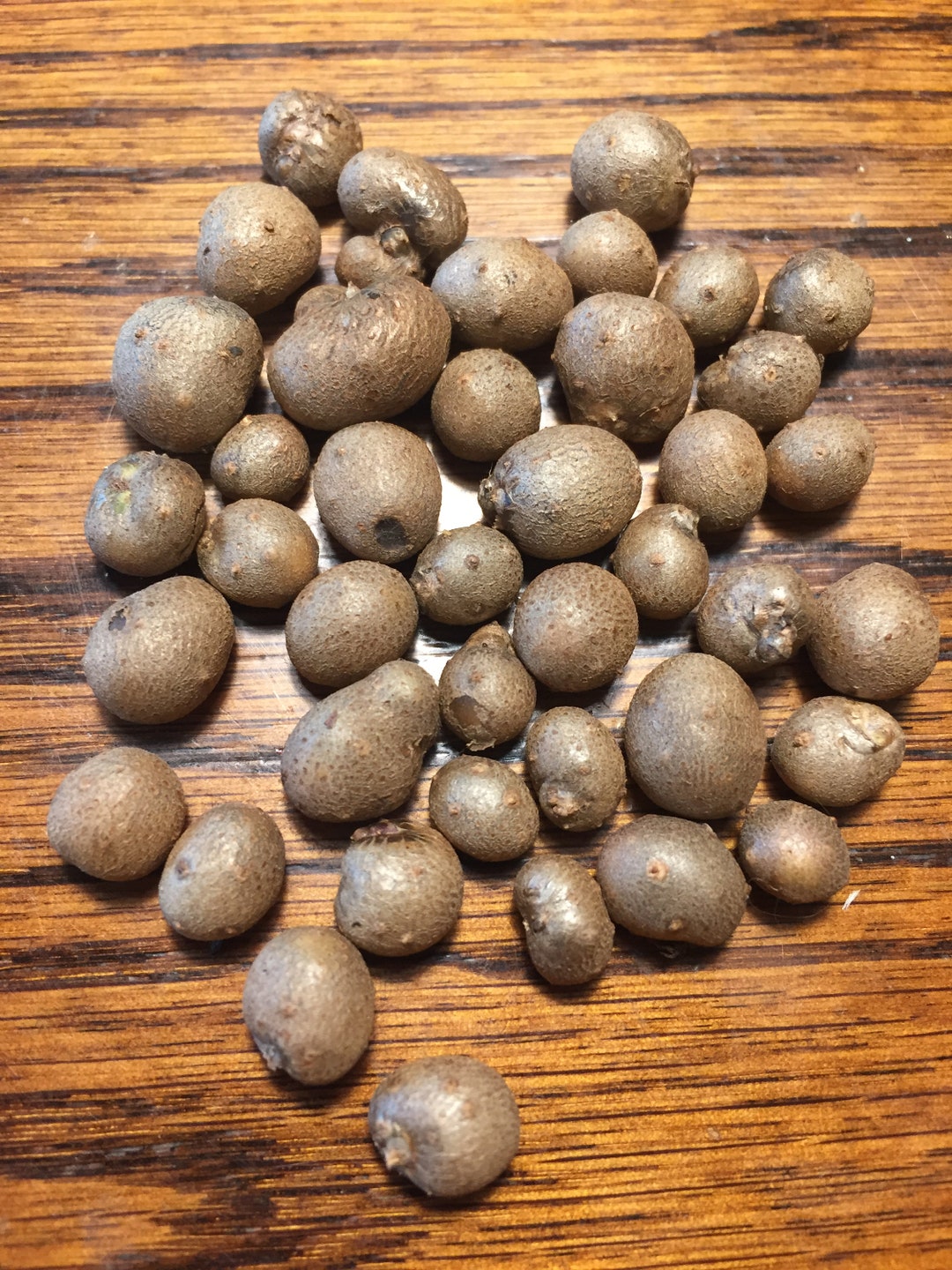 5 Dioscorea Japonica Bulbils, Japanese Yam (aerial Tubers) - Etsy