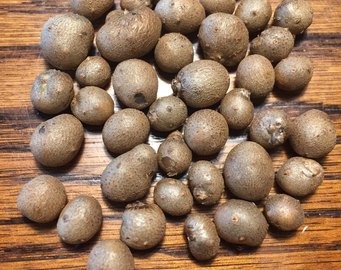 5 Dioscorea Japonica Bulbils, Japanese Yam (aerial Tubers) - Etsy