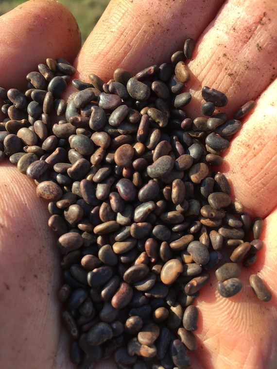 Black Locust Seeds 200 robinia Pseudoacacia Easy to - Etsy