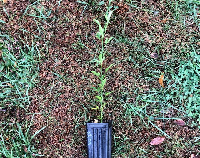 X639 Citrandarin Seedling, 12+ Inch Tall, 9-inch Tree Pot, Cold-hardy ...