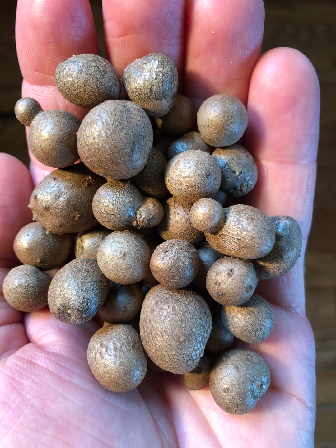 5 Dioscorea Polystachya Bulbils, Tsukune-imo Form, Cultivar 'nara ...