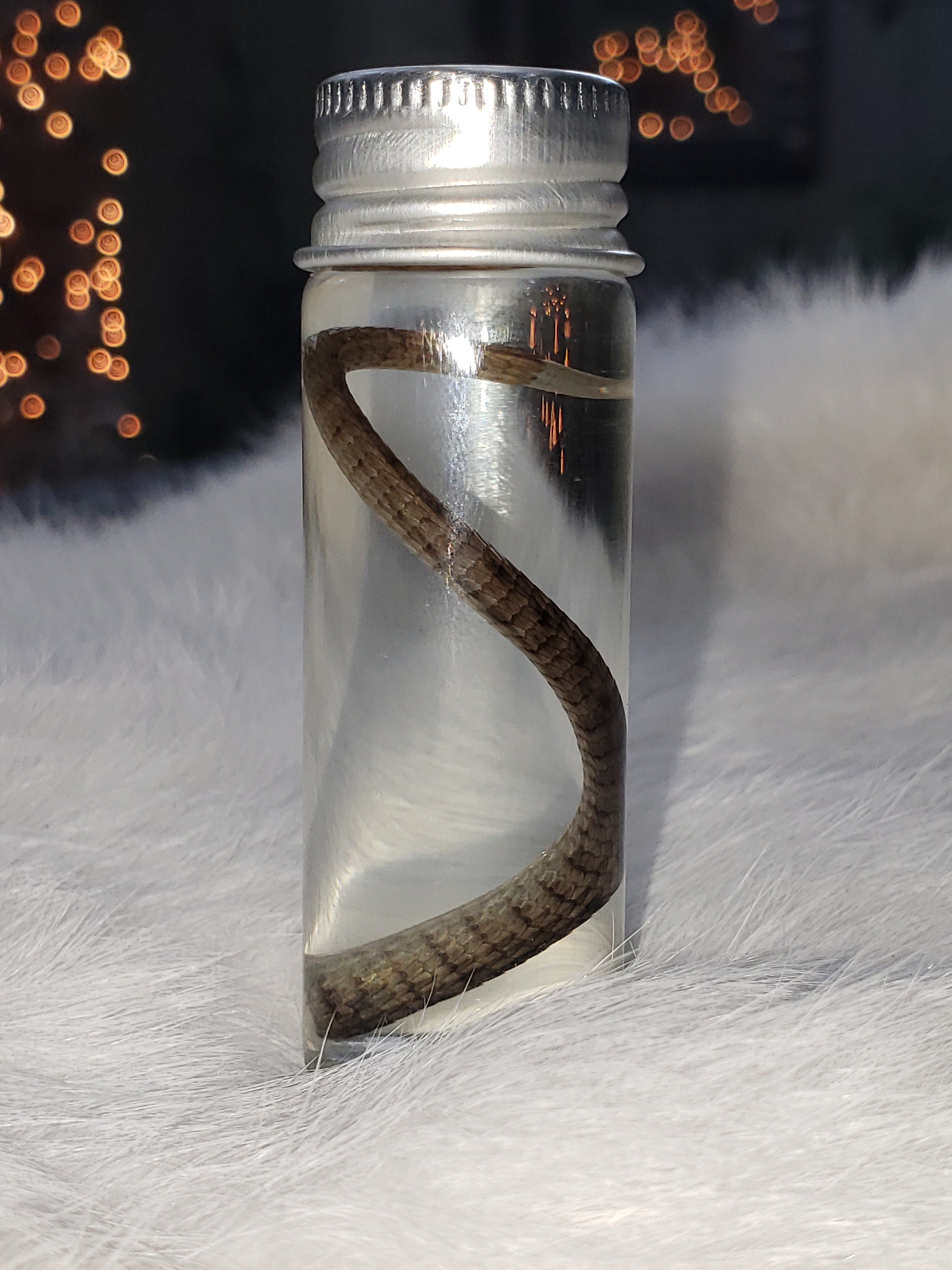 Tail of A Lizard- Taxidermy Wet Specimen - Etsy