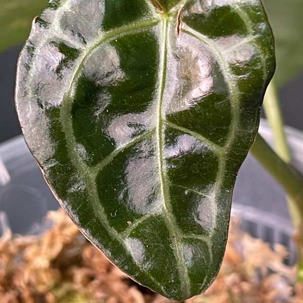 Tim Anderson Black - Etsy