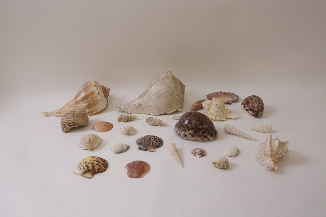 Seashell Collection, Different Sizes and Colors, Marine Style, Naval ...