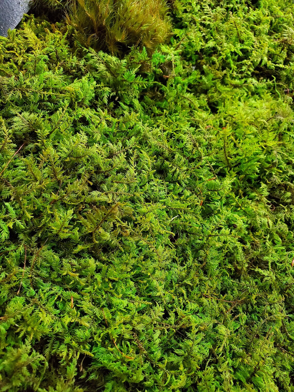 Large Moss Wall Art - Etsy