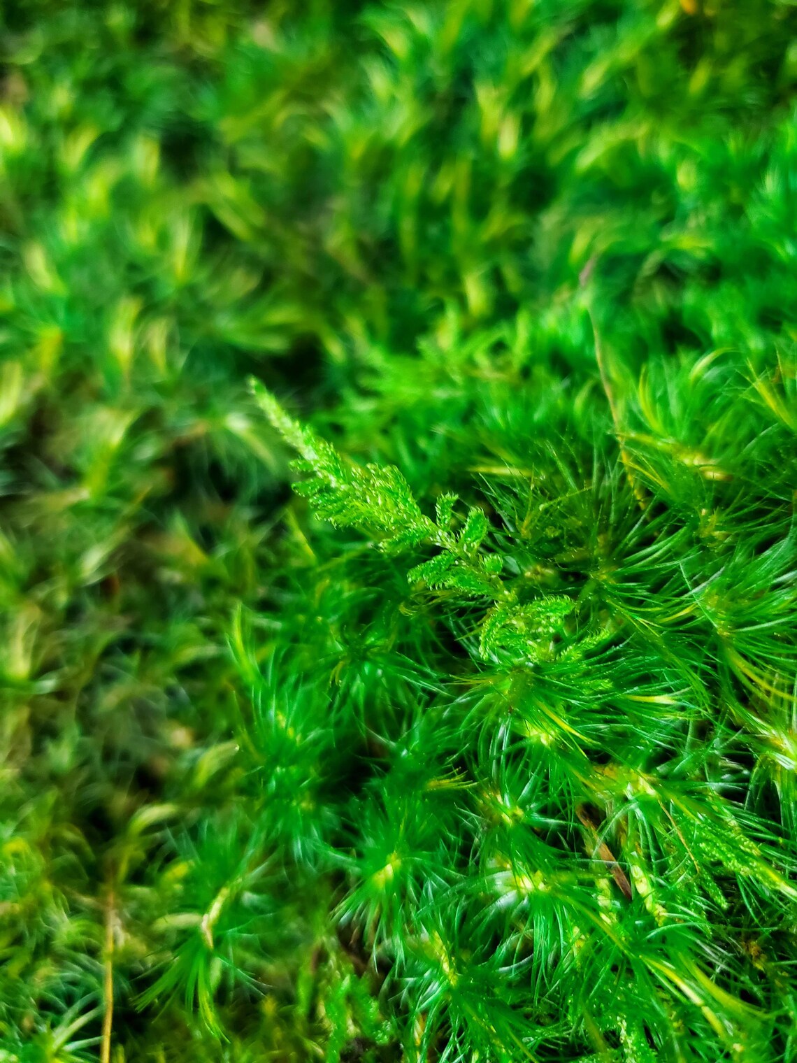 Large Moss Wall Art - Etsy