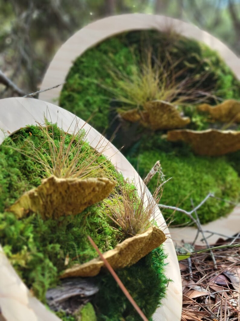 Circular Moss Wall Art, Moss Wall Art Preserved Moss Round Art Circular ...