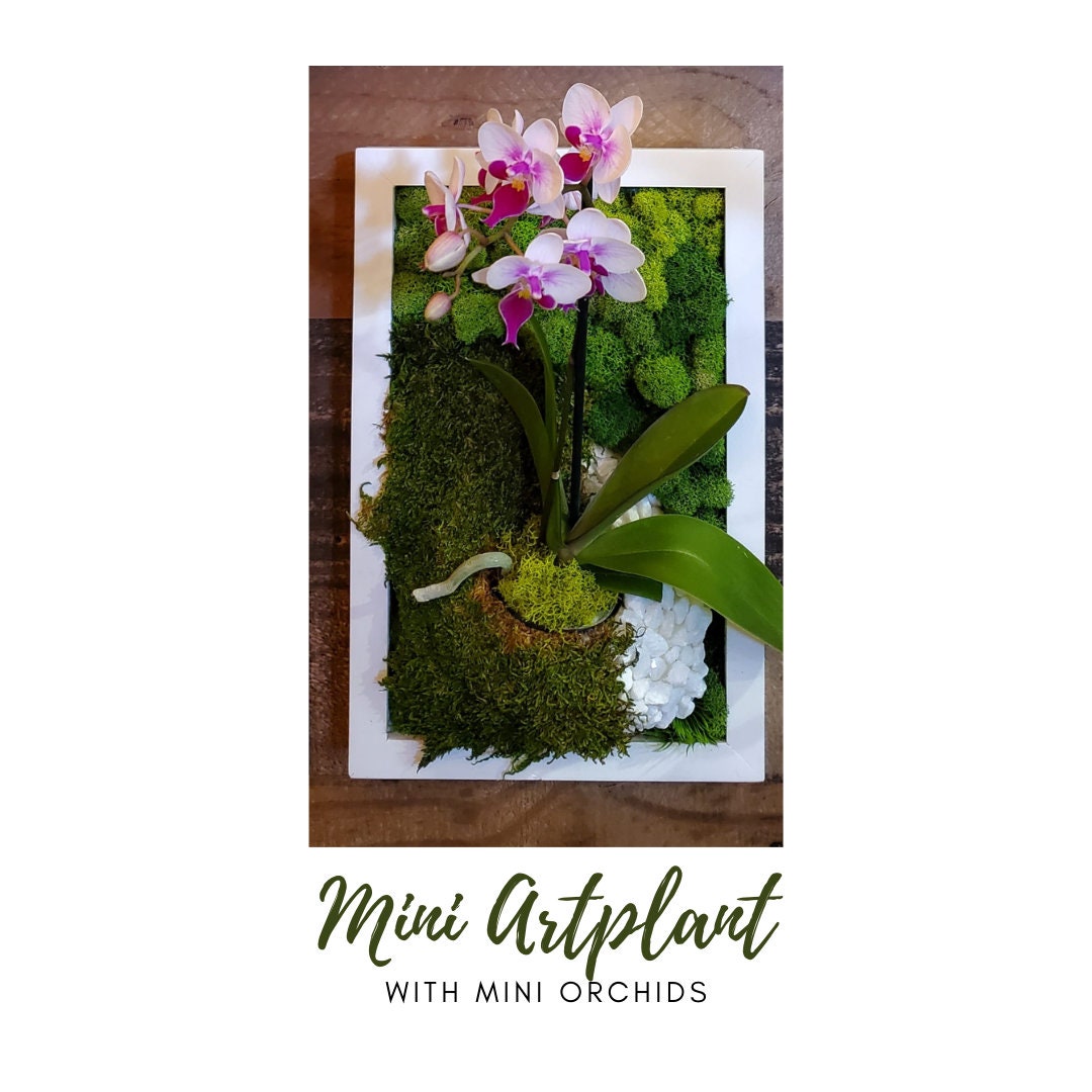 Small Preserved Moss Art, Moss Wall Art, Artplant With Orchids, Orchids ...