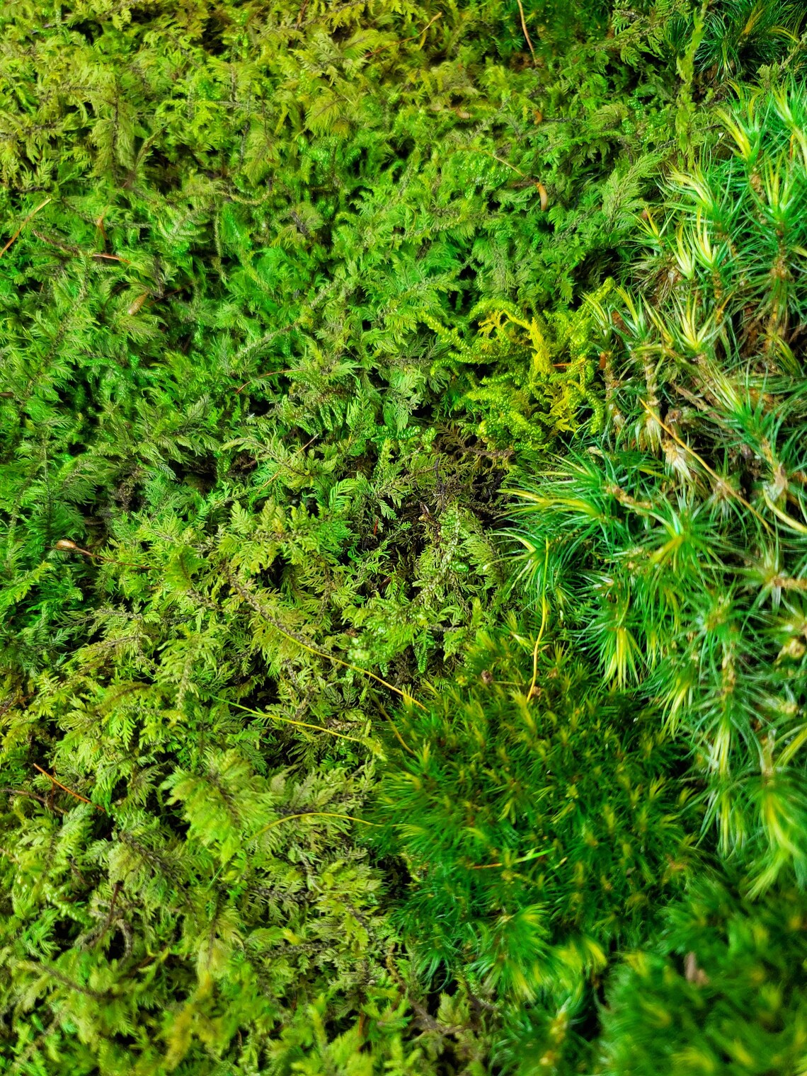 Large Moss Wall Art - Etsy