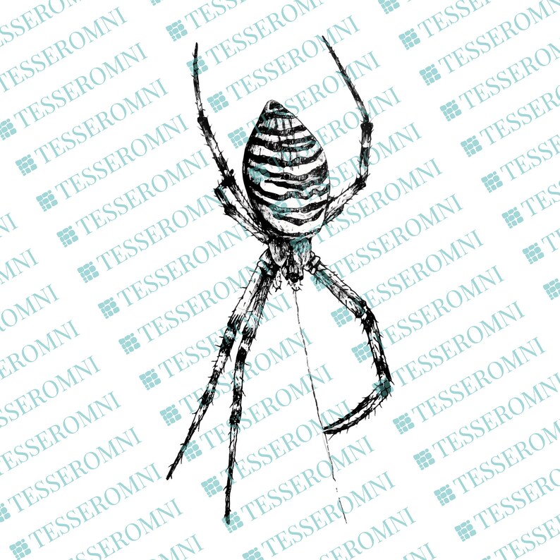 Spider Printable, Hand Drawn Printable, Animal Printable, Spider Poster ...