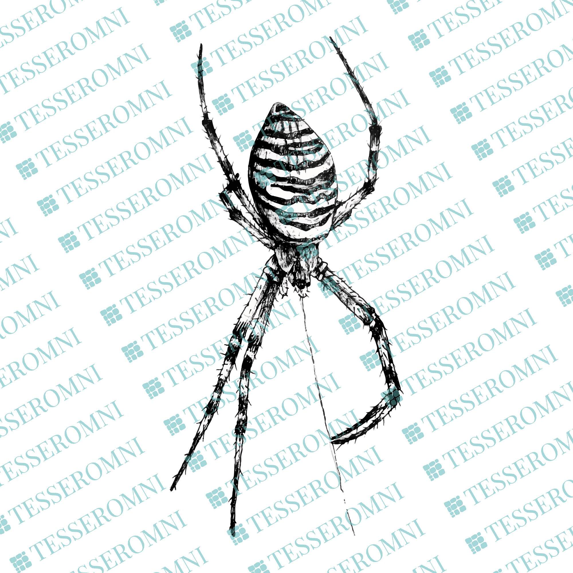 Spider Printable, Hand Drawn Printable, Animal Printable, Spider Poster ...