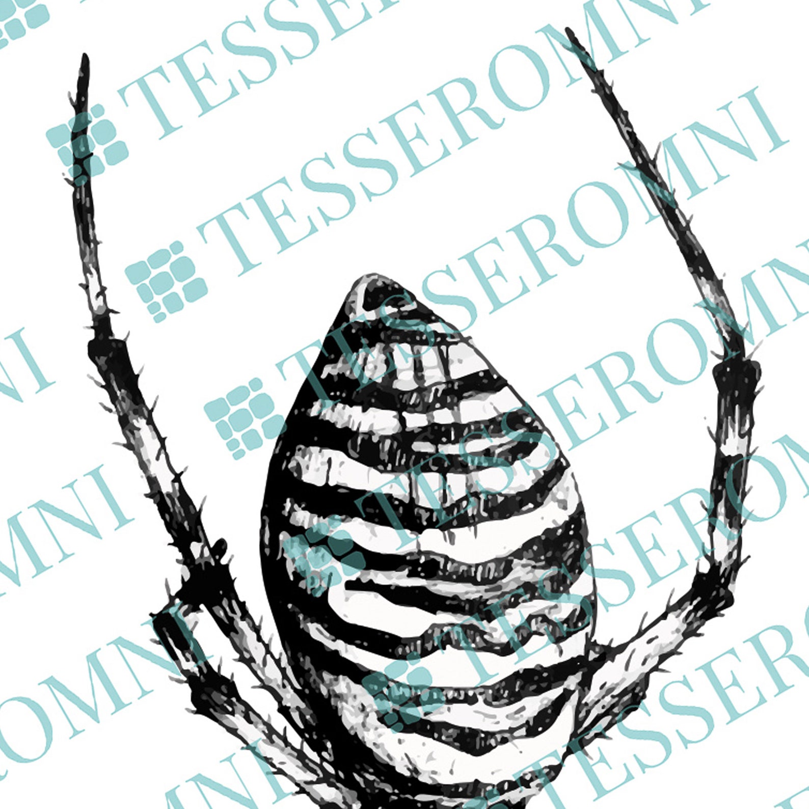 Spider Printable Hand Drawn Printable Animal Printable - Etsy