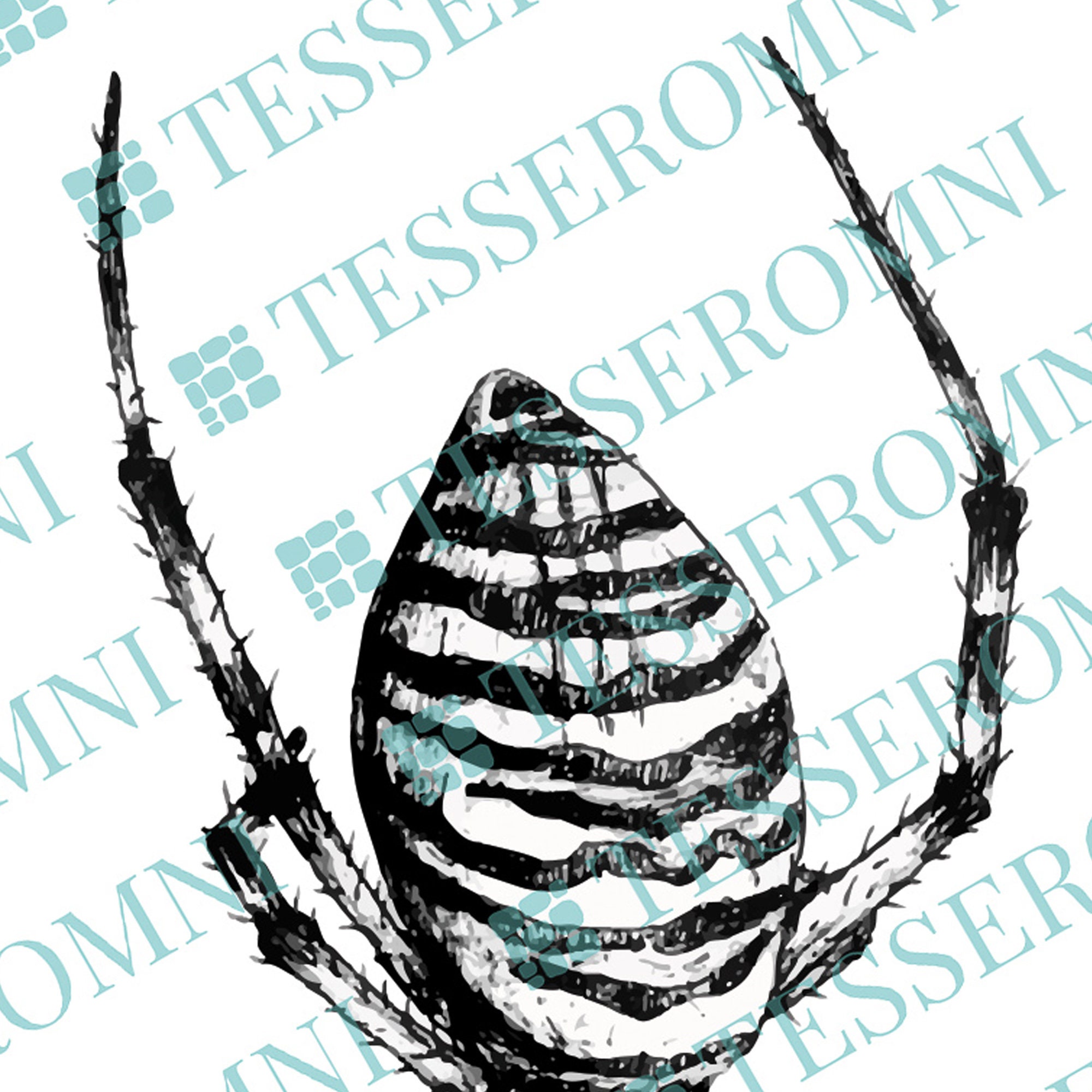 Spider Printable, Hand Drawn Printable, Animal Printable, Spider Poster ...