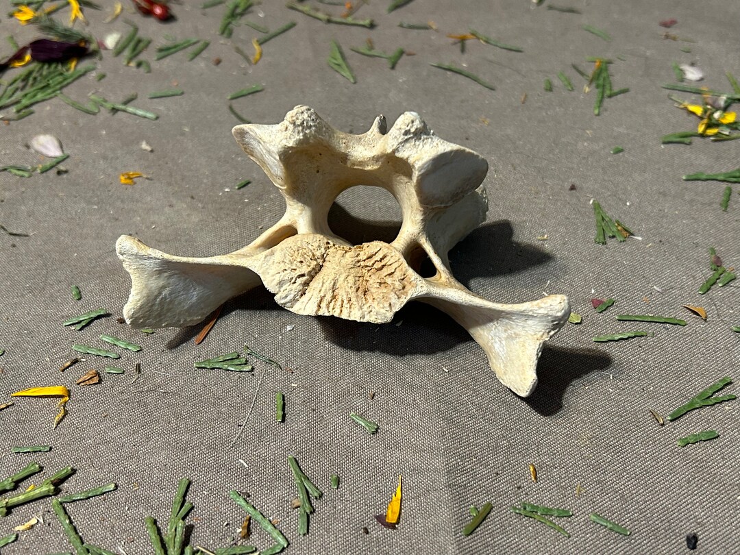 Black Bear Cervical Vertebrae. Real Animal Bone - Etsy