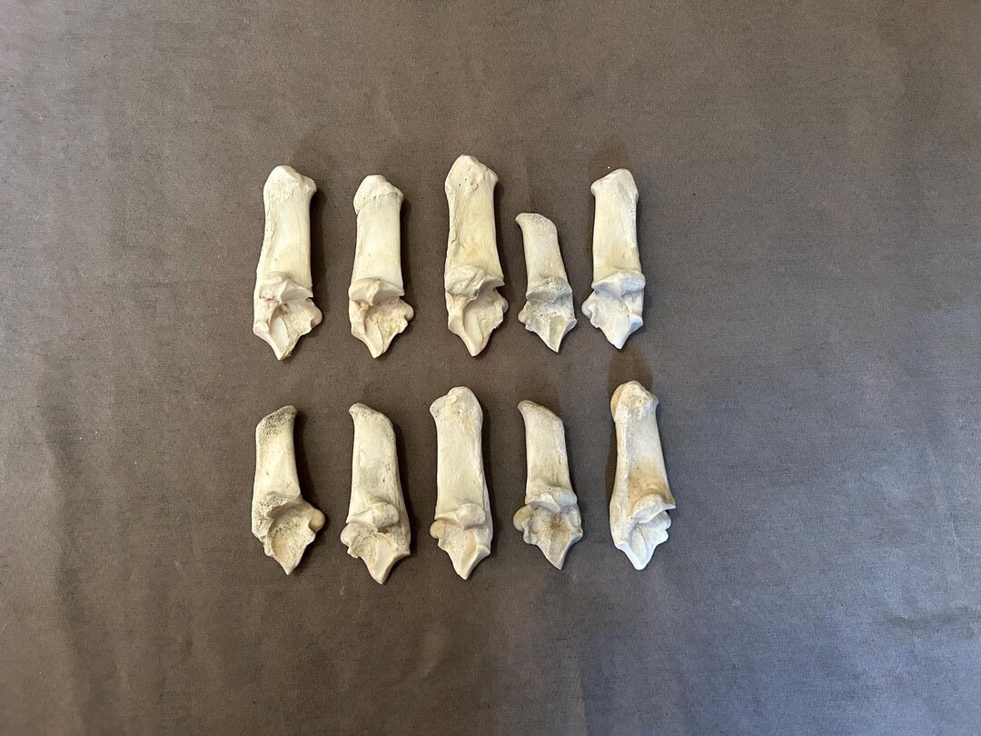10 Animal Tarsal Bones! Real Bones! Great for Crafts! - Etsy