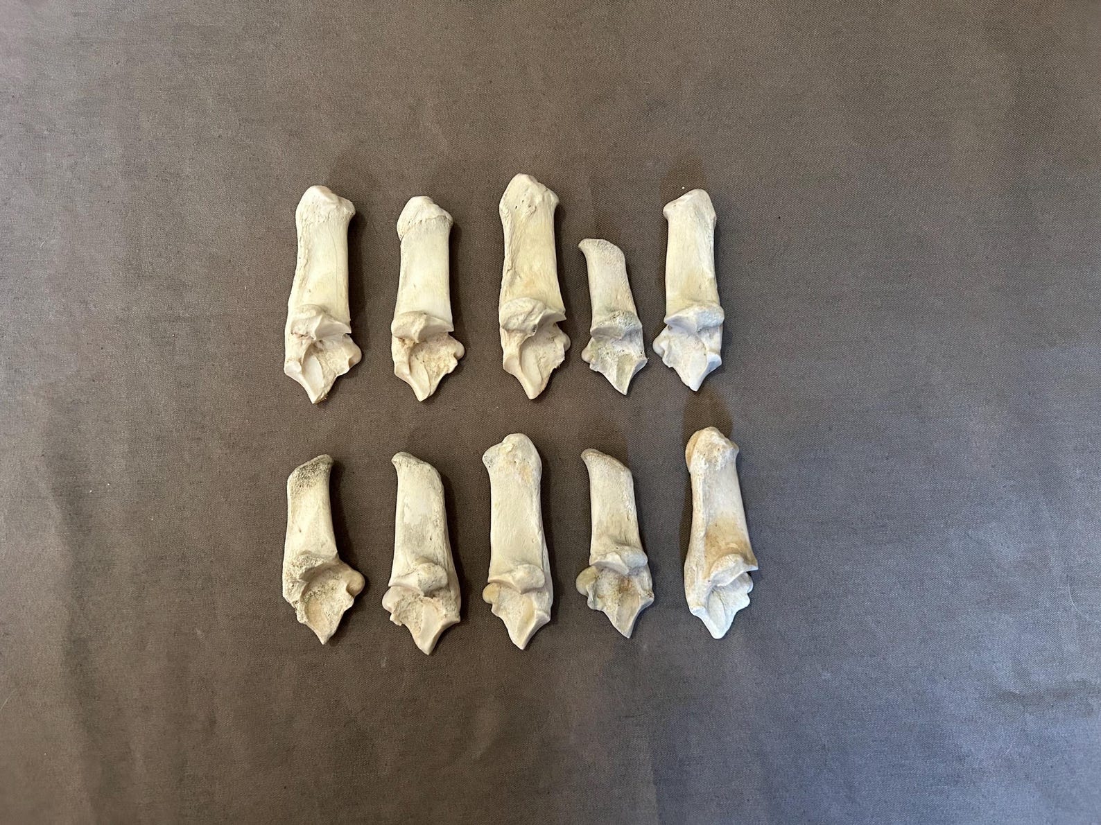 10 Animal Tarsal Bones! Real Bones! Great for Crafts! - Etsy
