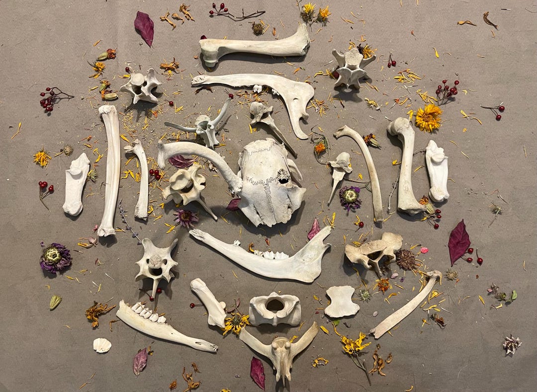 Giant Box of Bones 24 Bones for Crafting, Bone Art, Curios, Oddities ...