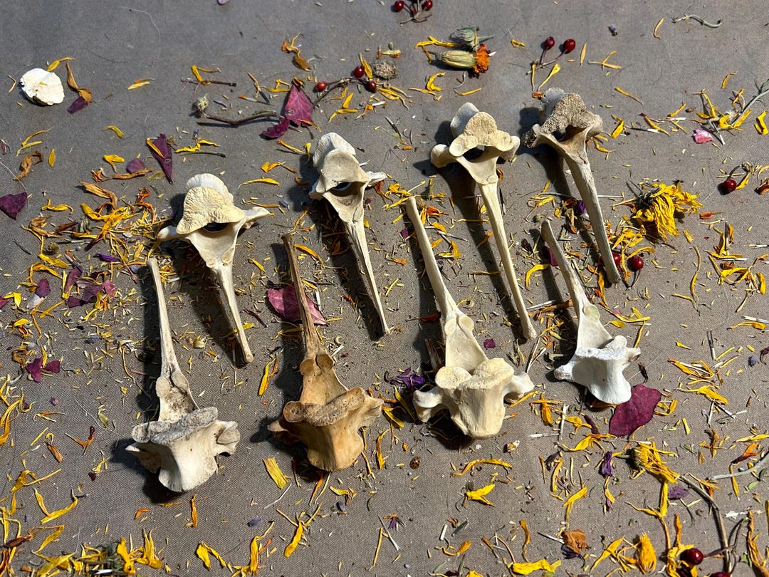 8 Deer Vertebrae Real Bones - Etsy